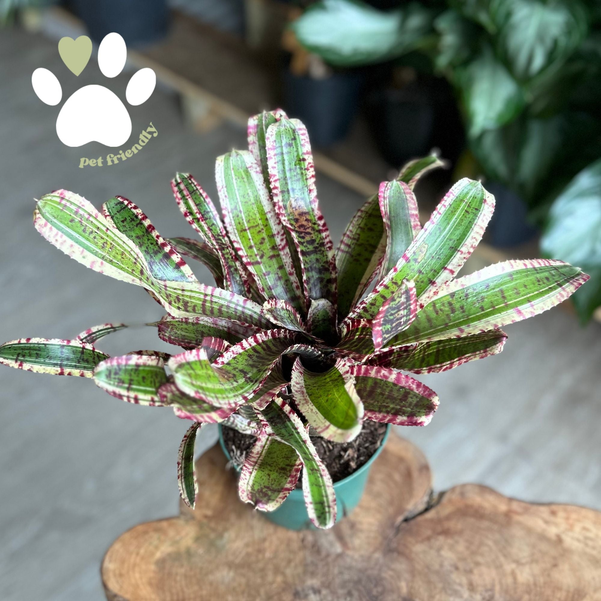 Neoregelia Hypnotic 6” – Spotted Leaf Plant Company